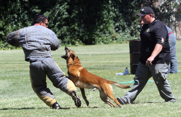 10th Annual Art O’Keefe Memorial K9 Trials | News | lodinews.com