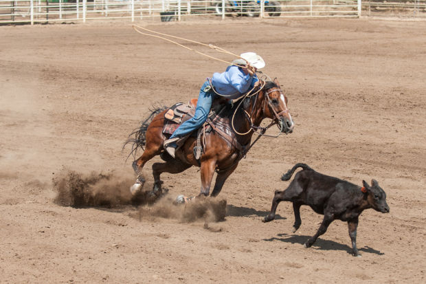 Young cowboys, cowgirls work hard at Clements Junior Stampede | News ...
