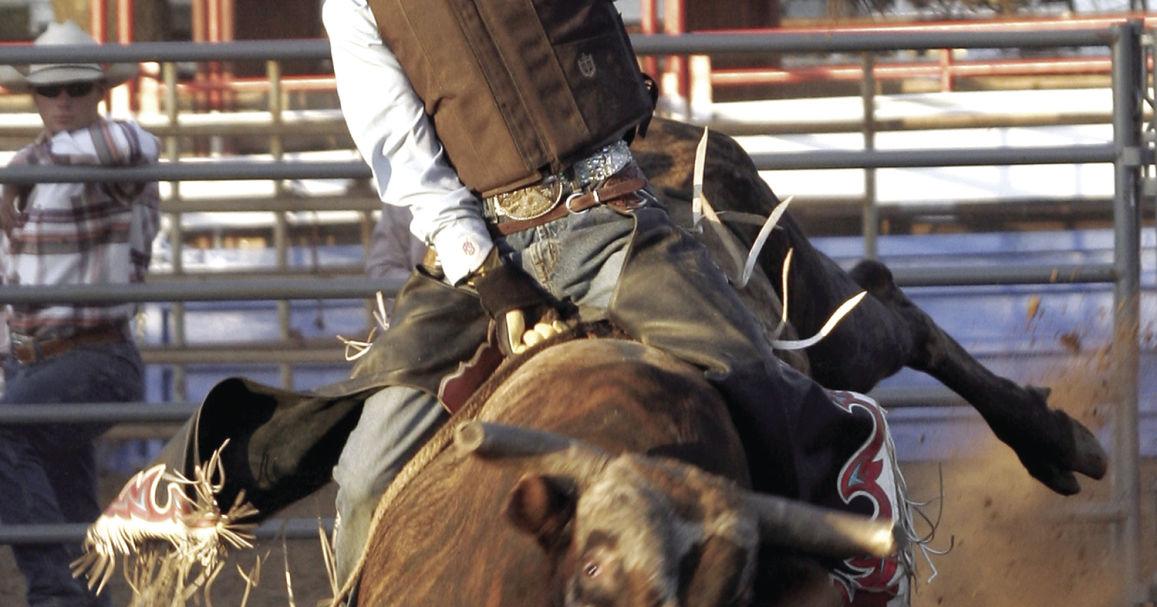 Clements Stampede galloping back after 9 years | News | lodinews.com