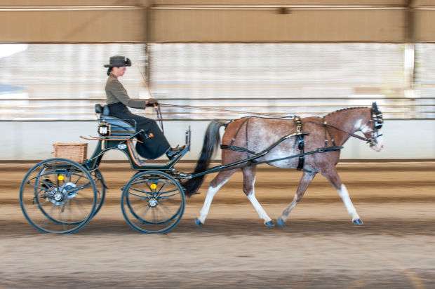 Skilled drivers show talents at Golden State Combined Driving event ...