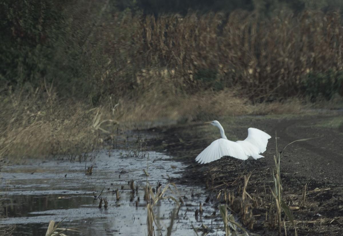 The quest: With vision and grit, Dino Cortopassi has created a Delta ...