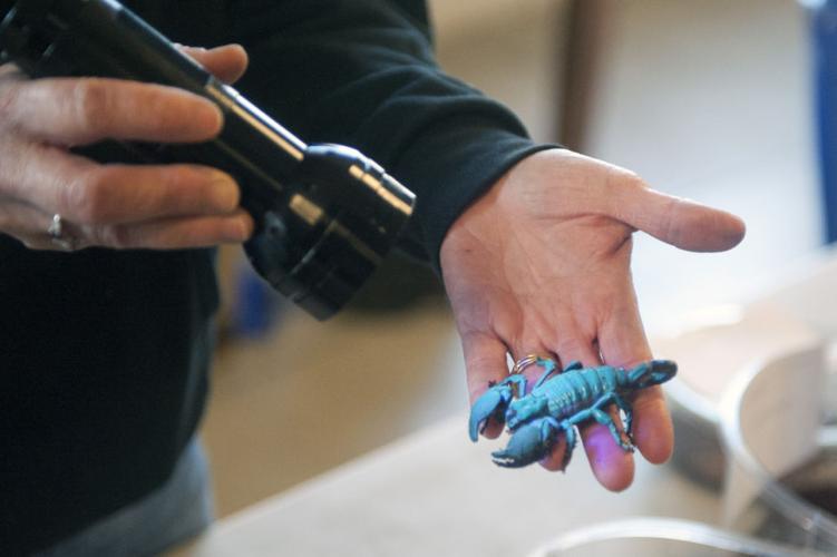 Furry spiders, hissing beetles take over the World of Wonders Science ...