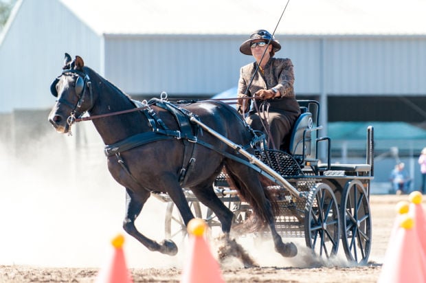 Skilled drivers show talents at Golden State Combined Driving event ...