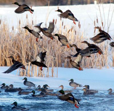 Discover birds of the Central Valley at California Duck Days ...