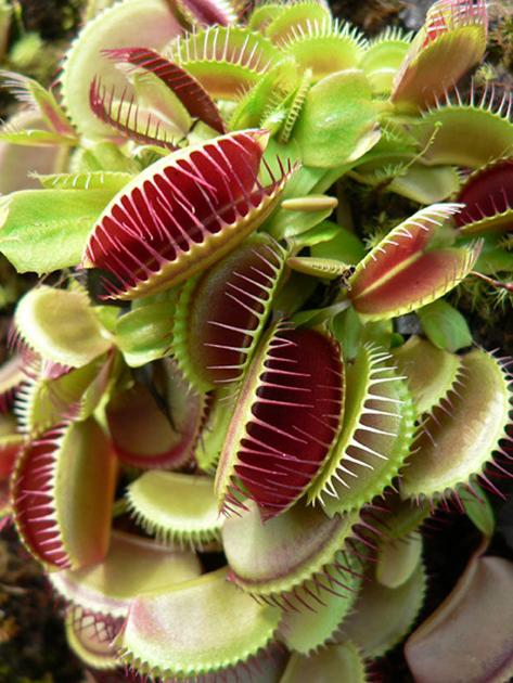 View hundreds of meat-eating plants at carnivorous plant exhibition ...