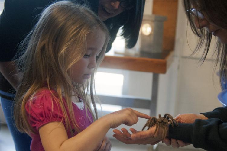 Furry spiders, hissing beetles take over the World of Wonders Science ...