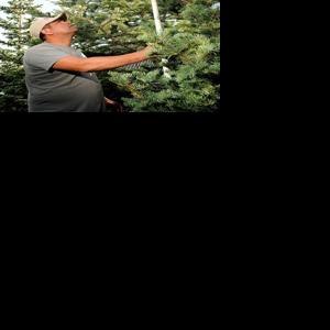 Segale Brothers hopes new Christmas tree lot will be Lodi tradition ...