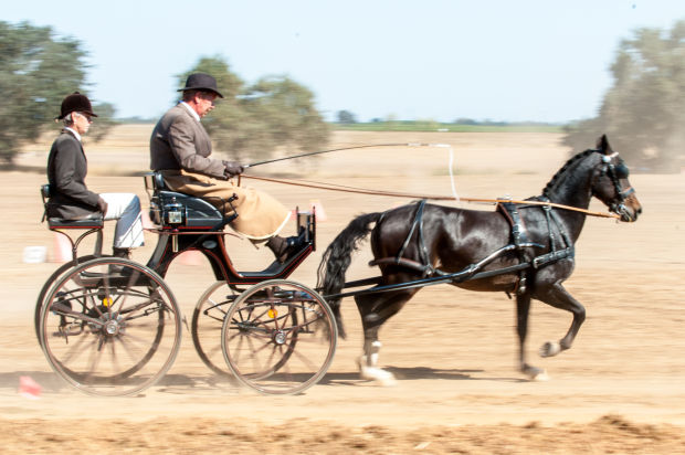 Skilled drivers show talents at Golden State Combined Driving event ...
