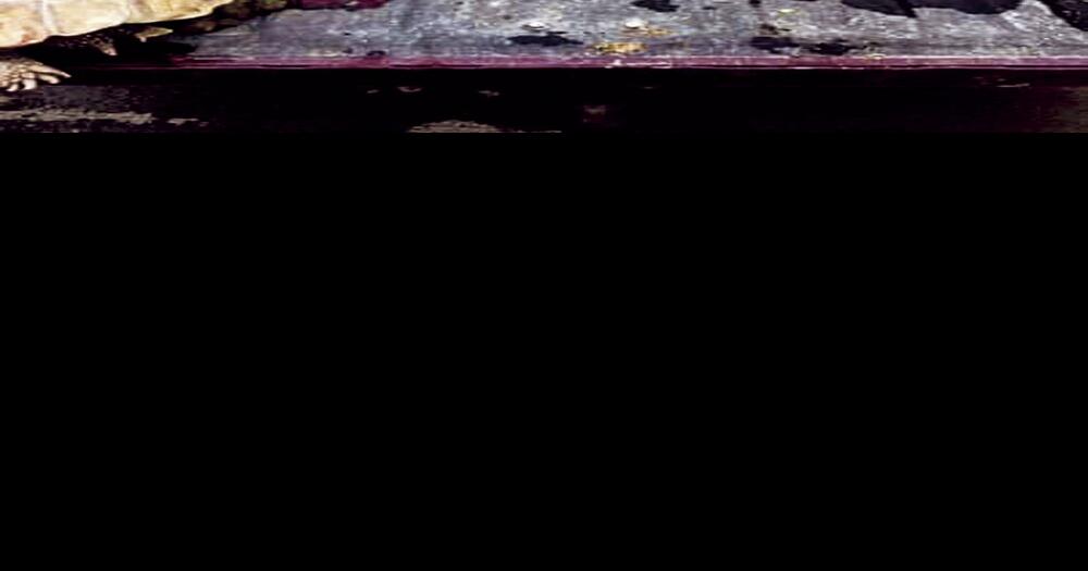 Lodi firefighters save more than two dozen shellshocked tortoises from ...