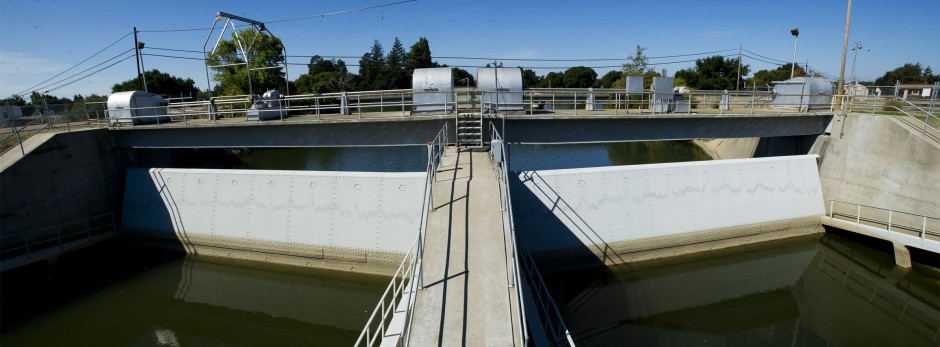 A fishy experiment out in the Delta | News | lodinews.com