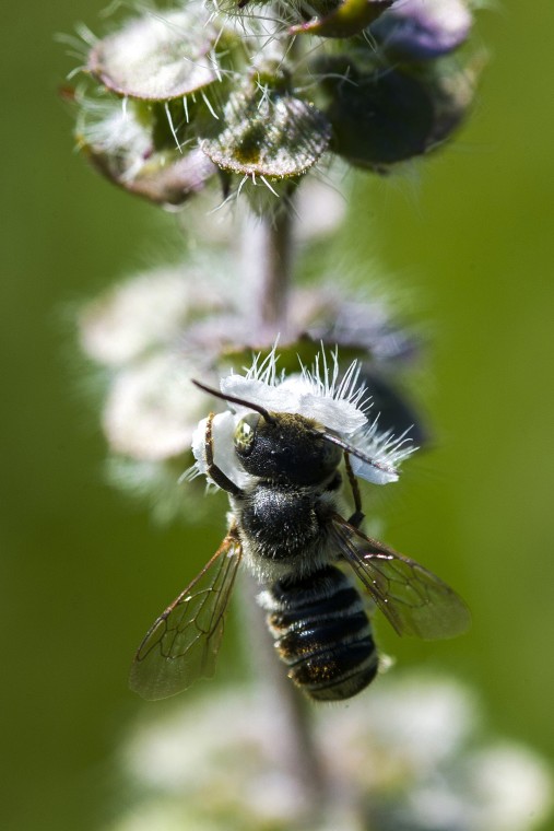 Lodi community garden begins to flourish | News | lodinews.com