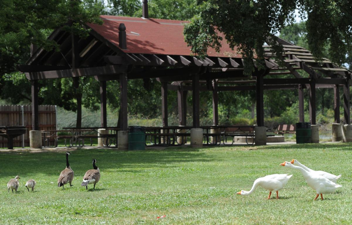 Parks and Recreation Commission reconsiders dog rules at Lodi Lake ...