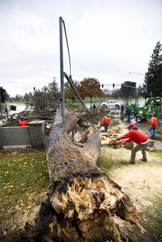 70-foot tree topples, taking down light post | News | lodinews.com