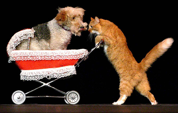 The original cats of comedy | Lodi Living | lodinews.com