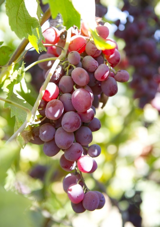 Lodi’s forgotten fruit: Flame Tokays | News | lodinews.com