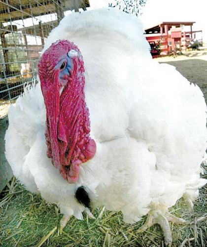 Lucky turkey | News | lodinews.com