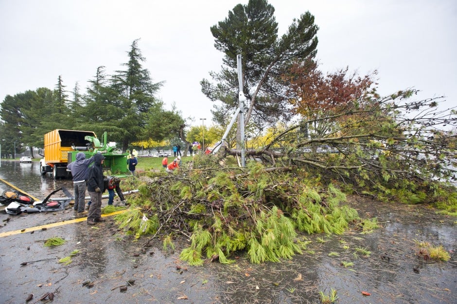 70-foot tree topples, taking down light post | News | lodinews.com