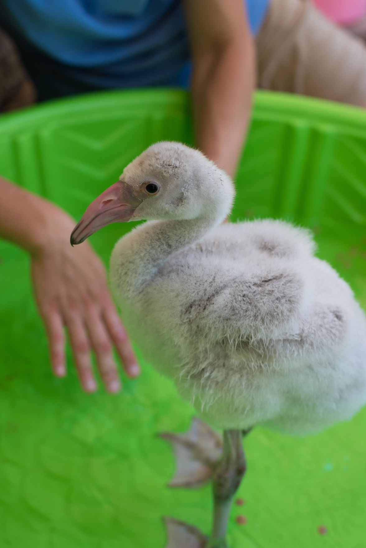 Flamingos hatch for first time since 1999 at Sacramento Zoo | News ...