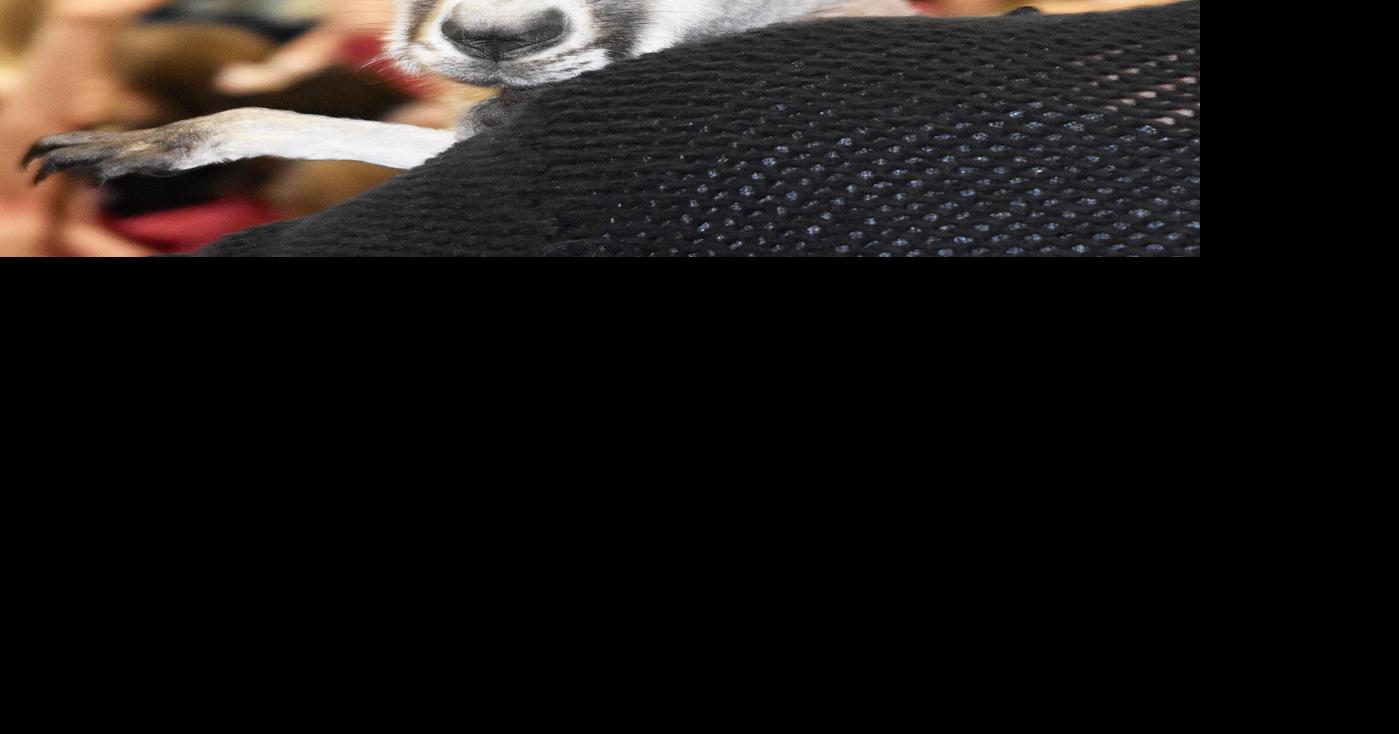 Chillin’ with Joey, the kangaroo! | News | logandaily.com