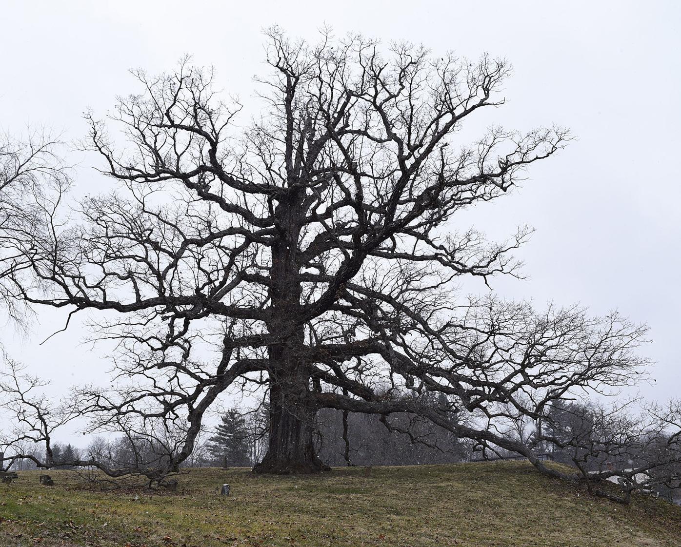 Germinating the great white oak of Logan | News | logandaily.com