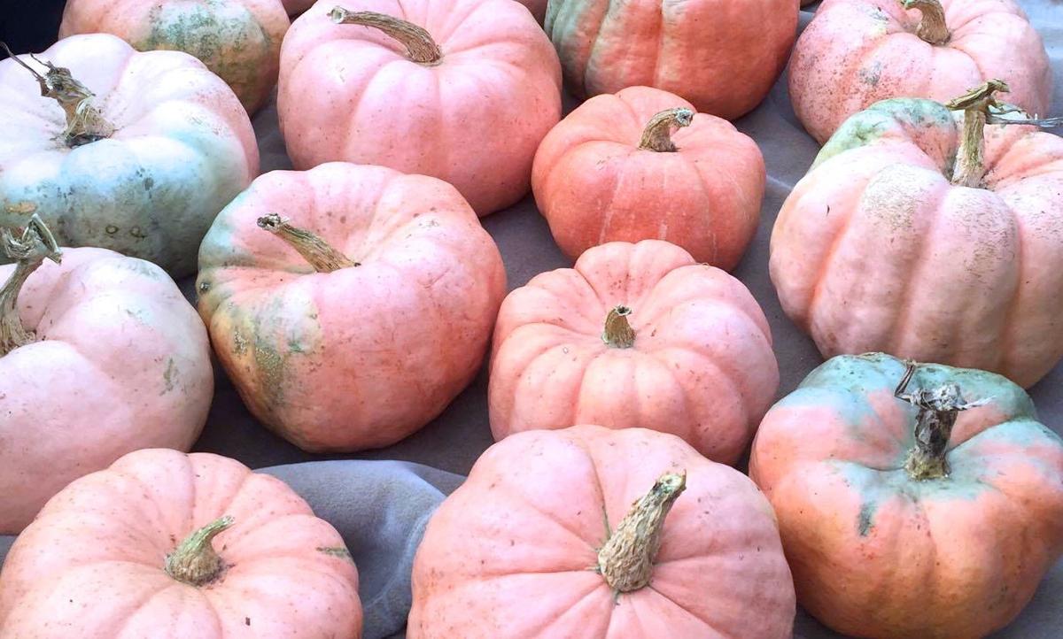 As pink as pumpkins | News | logandaily.com