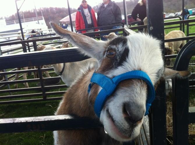 Ag Days at the Hocking County Fairgrounds | News | logandaily.com