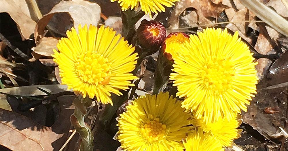 Behold nature's Harbinger of spring | News | logandaily.com