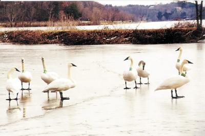 Eight swans a walking? | News | logandaily.com