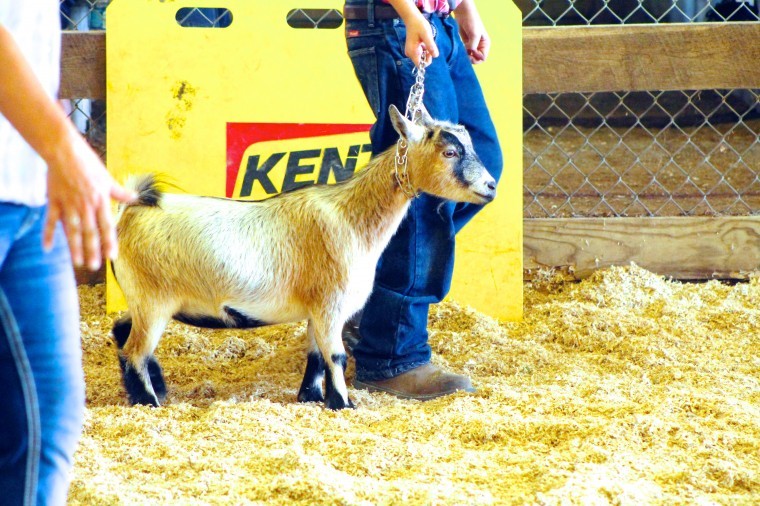 Hocking County Fair | News | logandaily.com