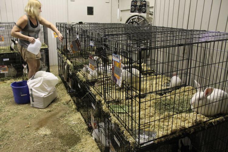 Dozens of rabbits rescued from Nelsonville hoarding case | News ...