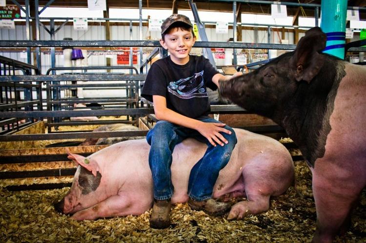 Hog sittin’ | Gallery | logandaily.com