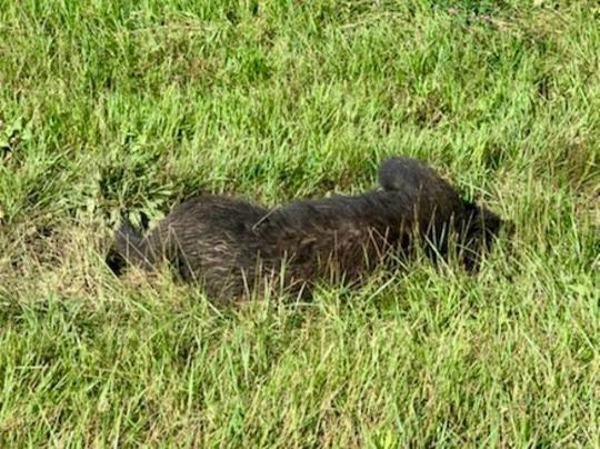 Dead black bear may have been looking for mate | News | logandaily.com