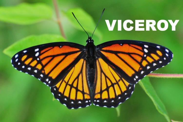 Nature's Way: A monarch butterfly's mimicry | News | logandaily.com