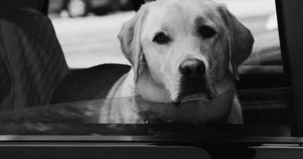Pets and distracted driving — what you need to know | News | logandaily.com