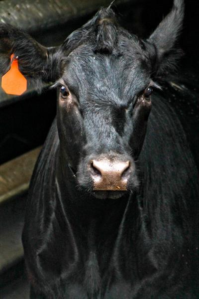 Cow Drop in Mingo Park | News | logandaily.com