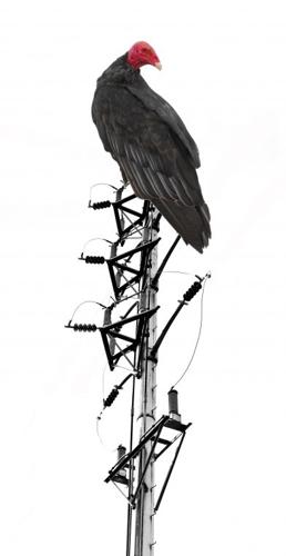 Roosting buzzards cause power outages | News | logandaily.com