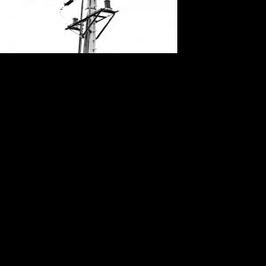 Roosting buzzards cause power outages | News | logandaily.com