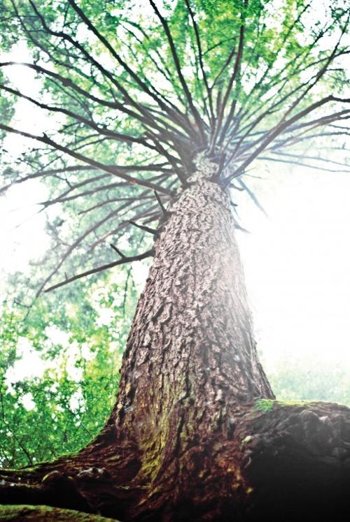 A lesson in dendrology | Gallery | logandaily.com