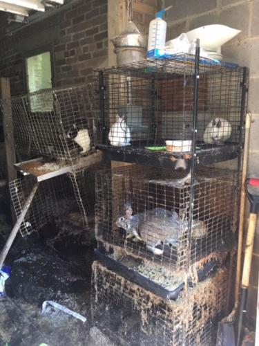 Dozens of rabbits rescued from Nelsonville hoarding case | News ...