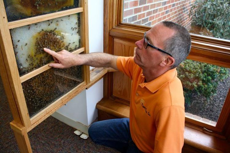 Bees buzzing around at the library | News | logandaily.com