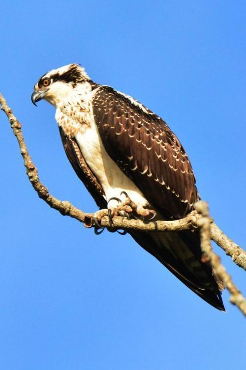 Fish Hawk | News | logandaily.com