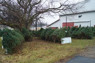 Watkins Farms offers Christmas trees for over two decades | Business ...