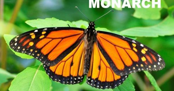 Nature's Way: A monarch butterfly's mimicry | News | logandaily.com