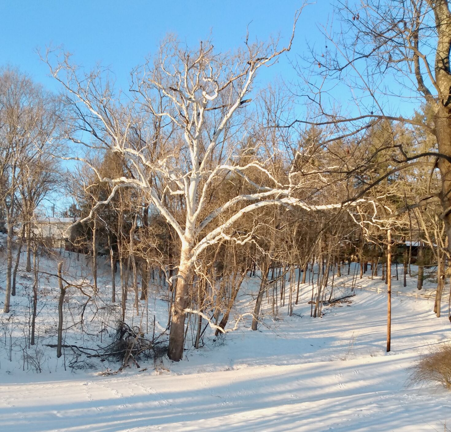 Working on my tan | News | logandaily.com