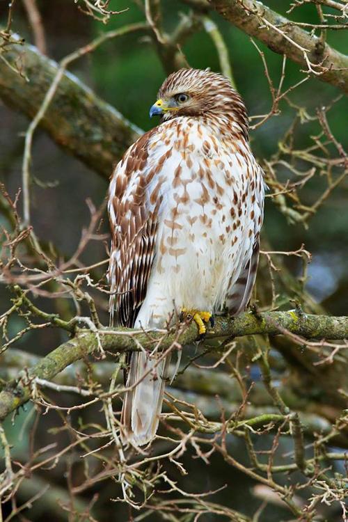 Eye of a hawk! | News | logandaily.com