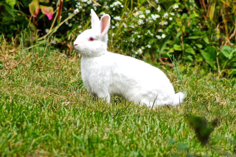 Rascally rabbits abound in Gore | News | logandaily.com