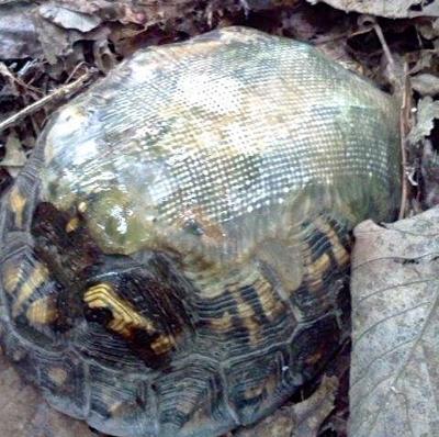 Local veterinarian saves turtle using fiberglass cast | News ...