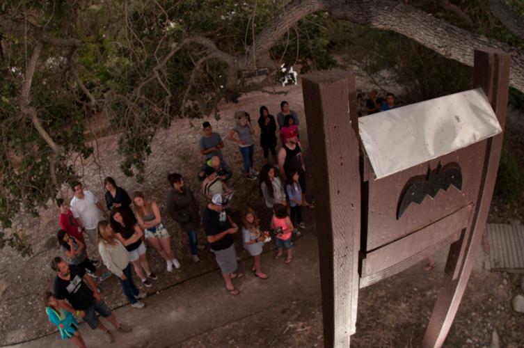 Santa Barbara County's Neal Taylor Nature Center 'going batty' with live bat exhibit ...