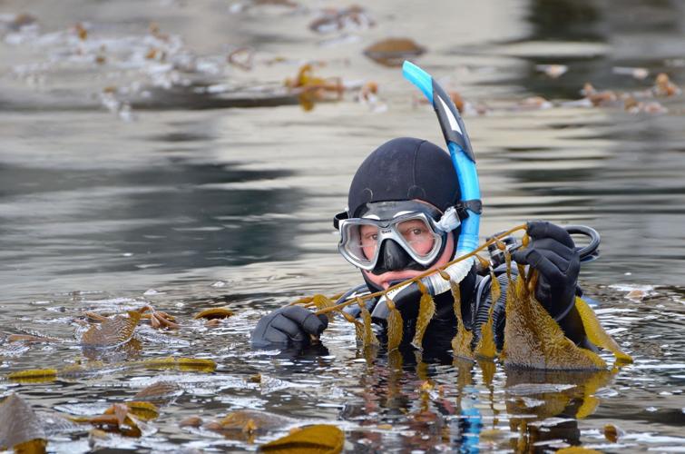 Lindsey: Massive die-off of kelp forests spurred by purple sea urchin ...