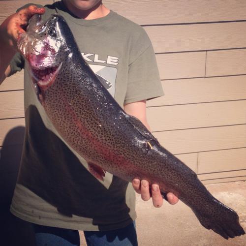 Second fish plant of year set Tuesday at Cachuma Lake | Local News ...